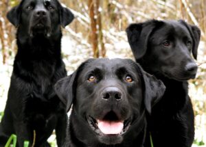 2 Different Types Of Labrador - Which Is Right For You?