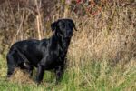 2 Different Types Of Labrador - Which Is Right For You?