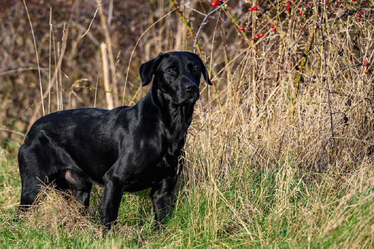 2 Different Types Of Labrador - Which Is Right For You?