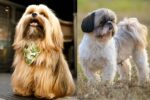 Lhasa Apso Vs Shih Tzu - What's The Difference?