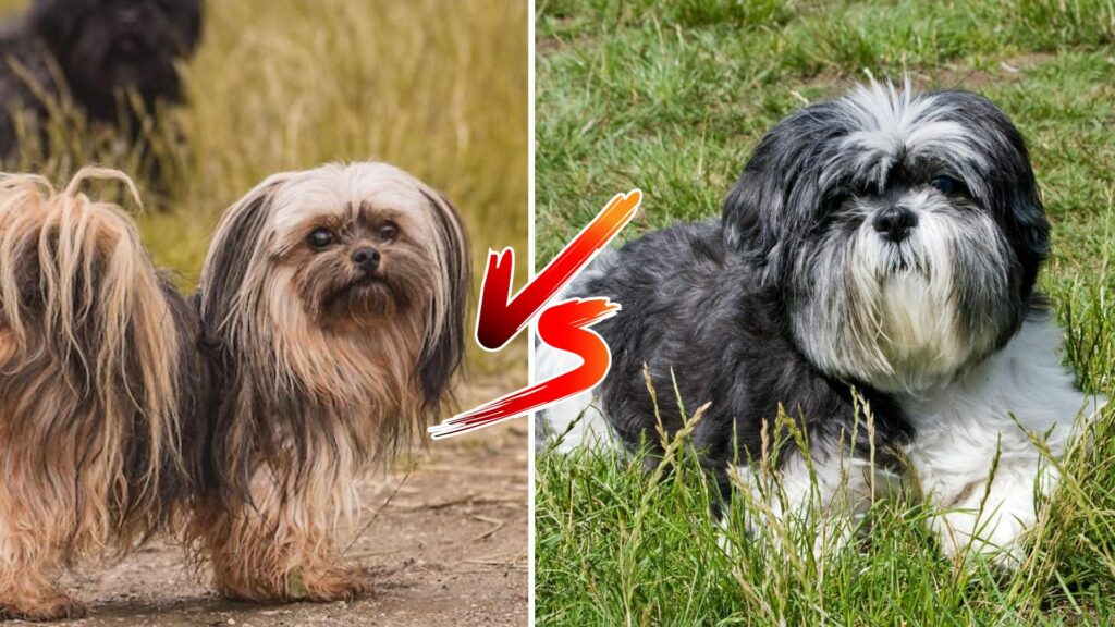 Lhasa Apso Vs Shih Tzu - What's The Difference?