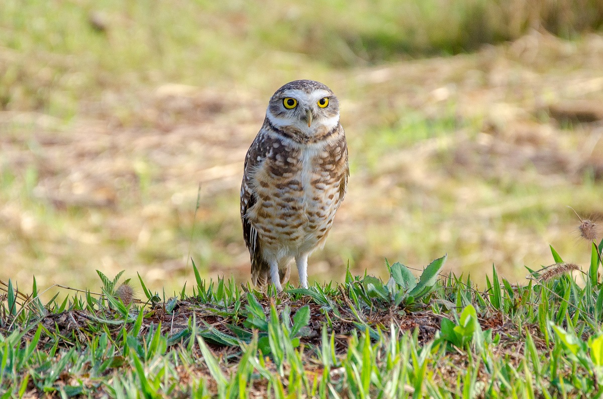 12 Different Types Of Owls Found Across The United States - Inhenocha.com
