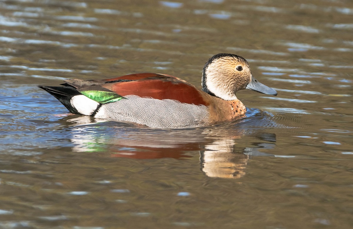 13 Types Of Ducks - Beginner's Guide To Duck Identification - Tededer.com