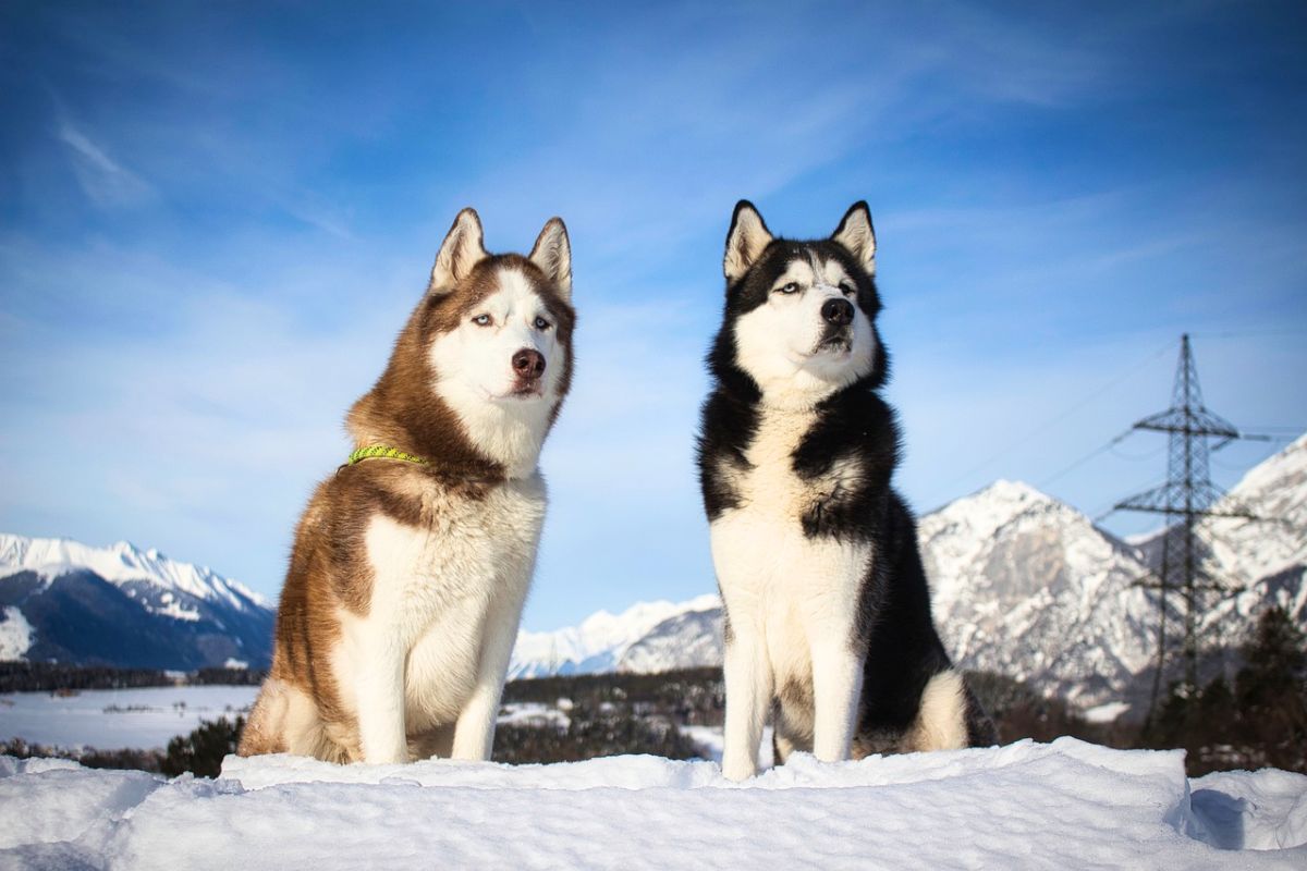 Alaskan Malamute Vs Siberian Husky