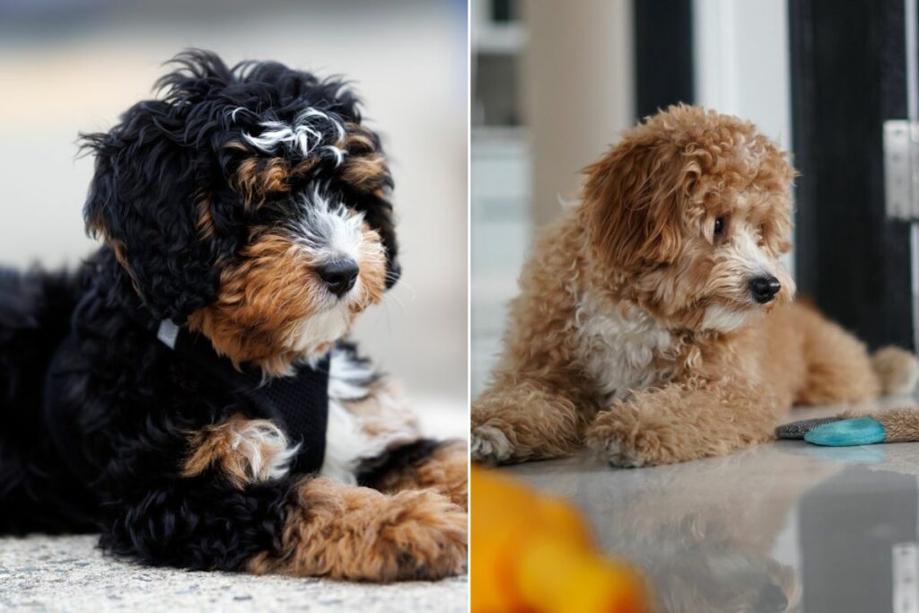 Which Doodle Rules Your Heart? - Ethawi.com