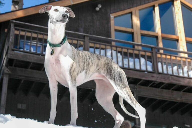 Italian Greyhound Vs. Whippet - What’s The Difference?