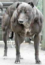 16 Most Muscular Dog Breeds With Power & Majesty