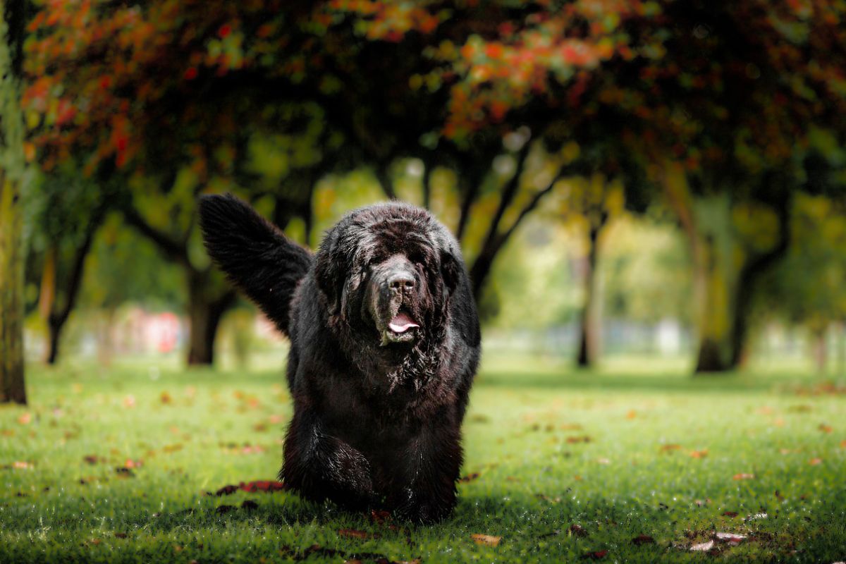13 Most Timid And Shy Dog Breeds - Avesei.com