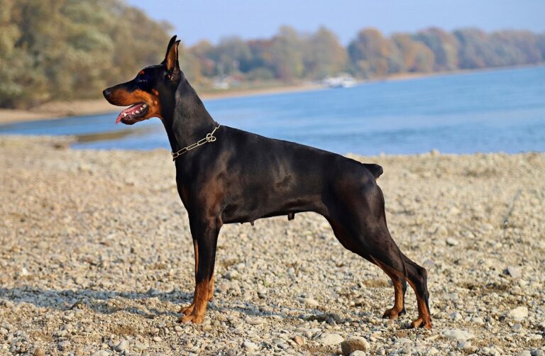 16 Most Muscular Dog Breeds With Power & Majesty
