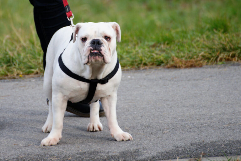 16 Most Muscular Dog Breeds With Power & Majesty