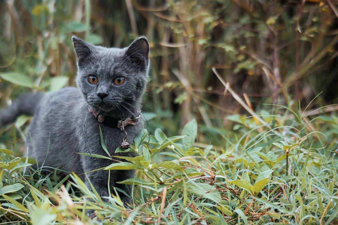 Top 10 Most Popular Cat Breeds - Tededer.com