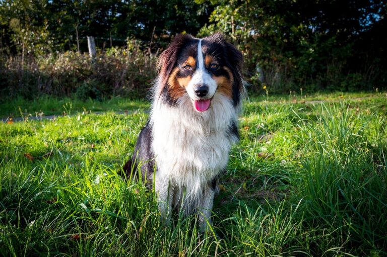 15 Tricolor Dog Breeds (With Photos!)