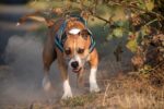 16 Most Muscular Dog Breeds With Power & Majesty