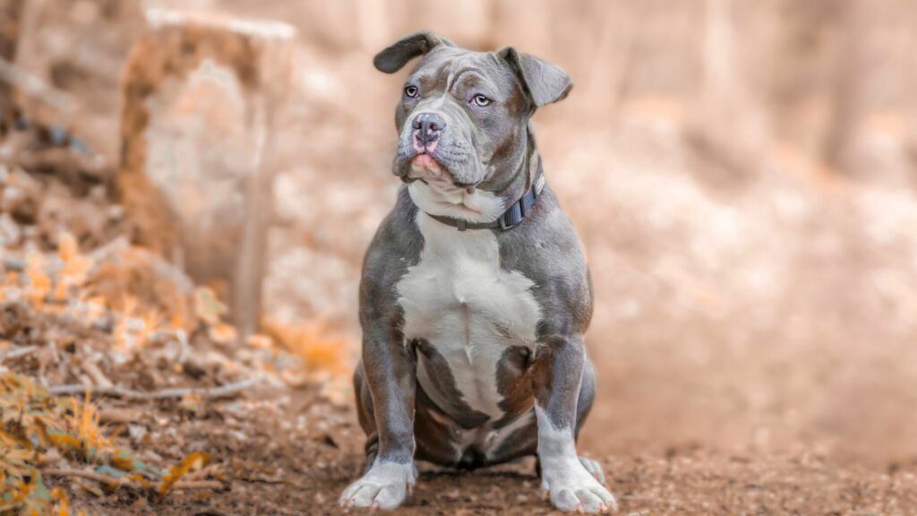 16 Most Muscular Dog Breeds With Power & Majesty