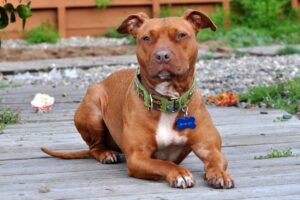 16 Most Muscular Dog Breeds With Power & Majesty