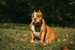 16 Most Muscular Dog Breeds With Power & Majesty