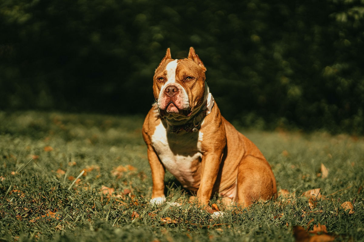 16 Most Muscular Dog Breeds With Power & Majesty