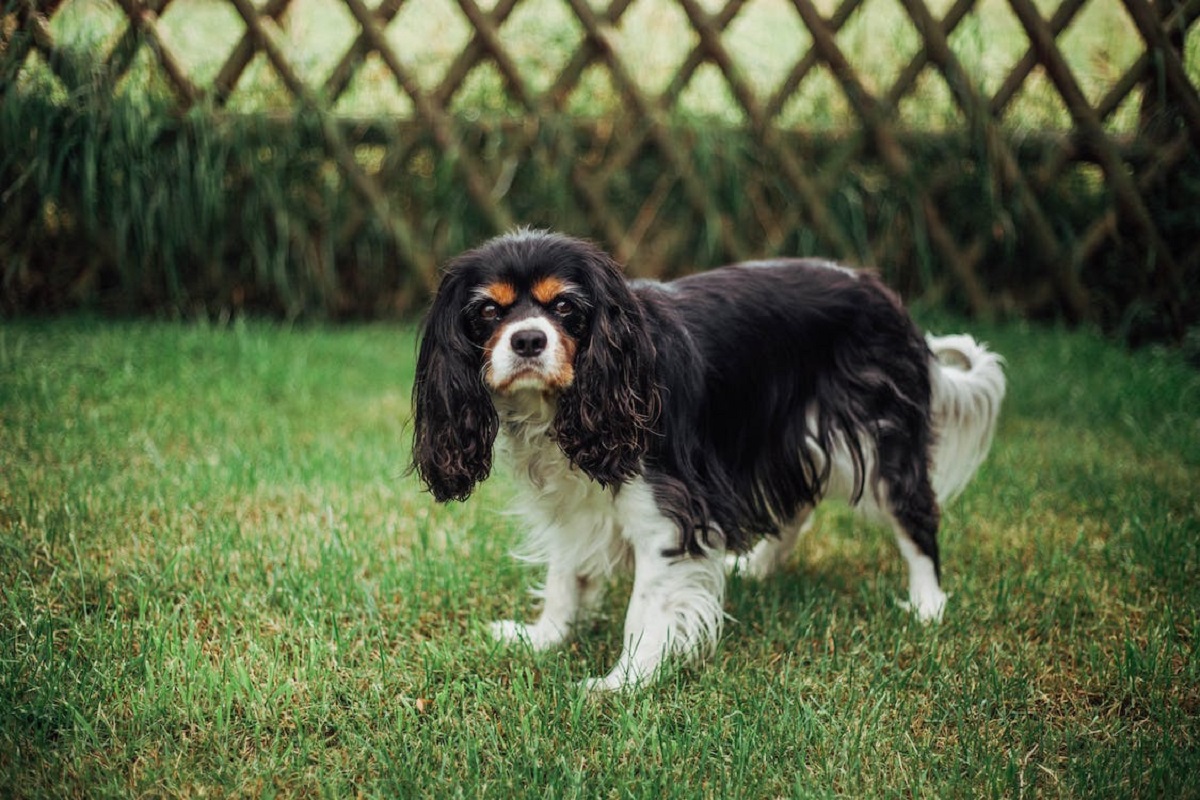 15 Tricolor Dog Breeds (With Photos!)
