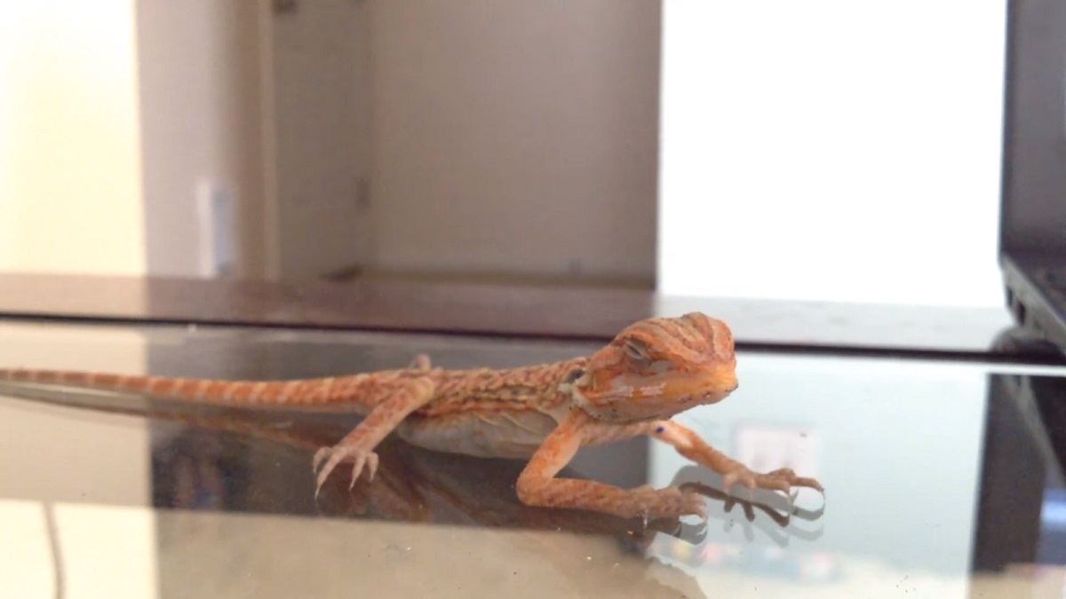 11 Types Of Bearded Dragon Morphs