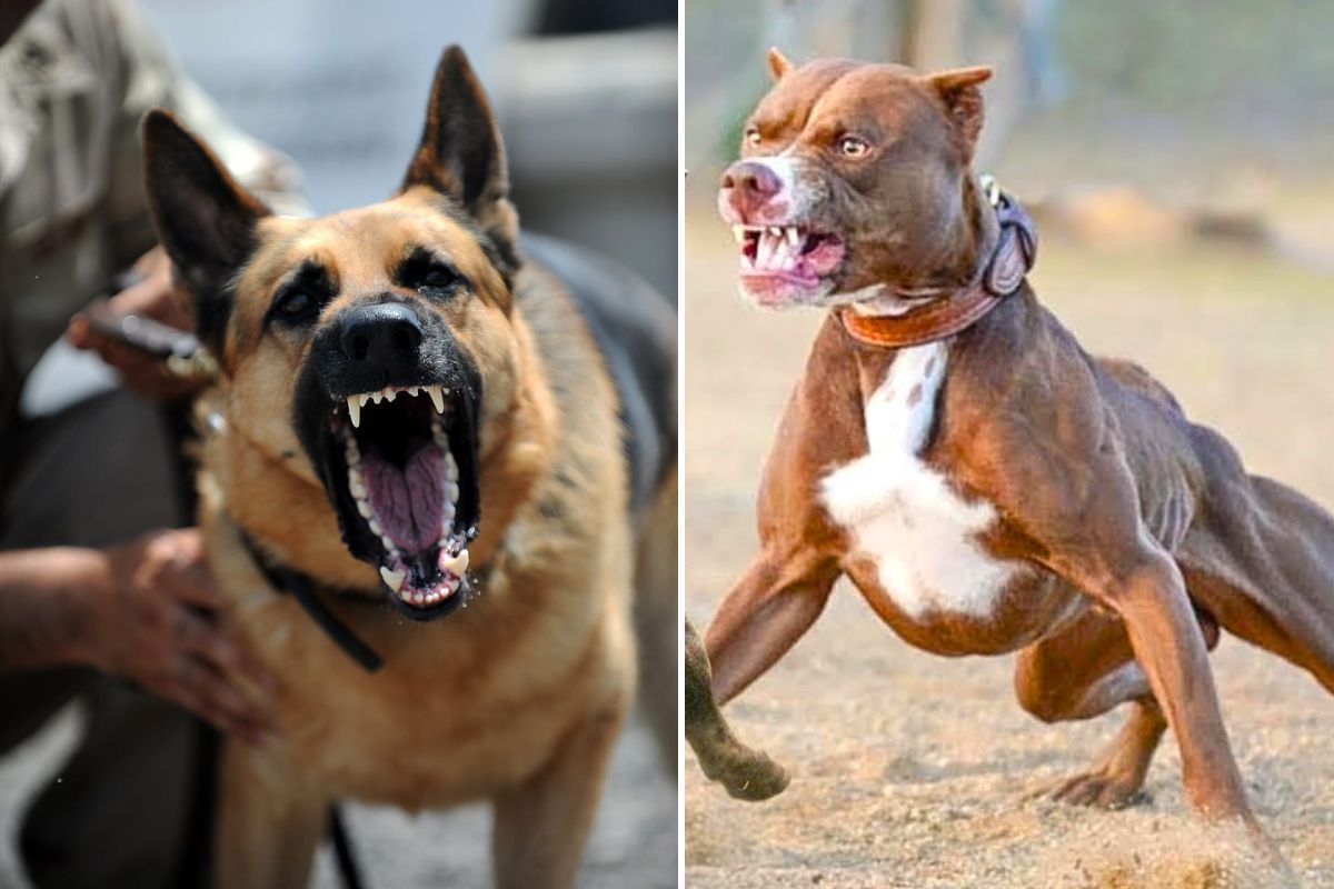 German Shepherd Vs Pitbull: Understanding Key Differences - TOP DOG SITE