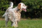 12 Types Of Pointer Dog Breeds