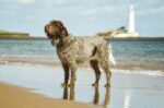 12 Types Of Pointer Dog Breeds