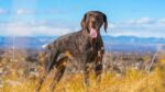 12 Types Of Pointer Dog Breeds