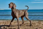 12 Types Of Pointer Dog Breeds