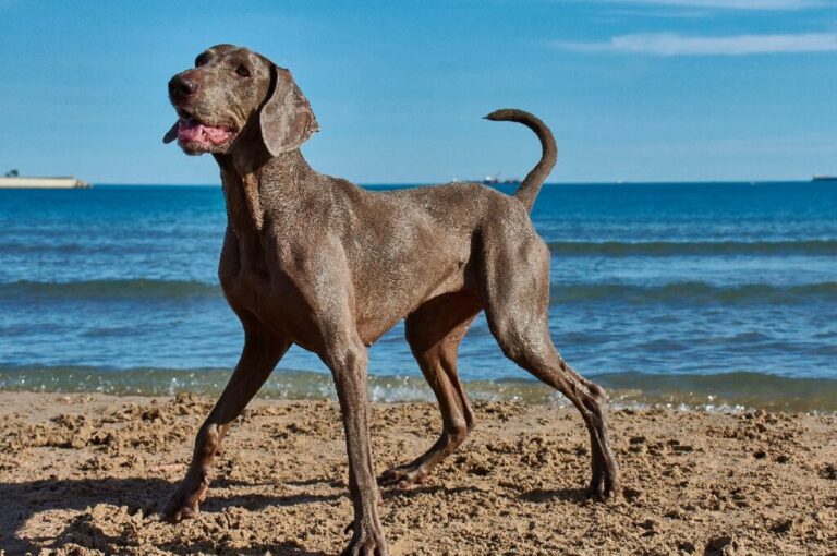 12 Types Of Pointer Dog Breeds