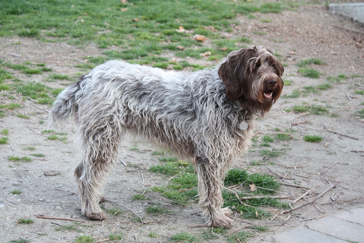 12 Types Of Pointer Dog Breeds