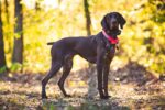 12 Types Of Pointer Dog Breeds