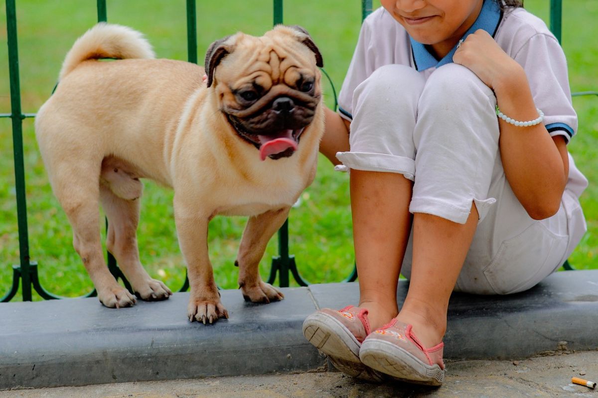 Pug Vs French Bulldog - What's The Difference? - TOP DOG SITE