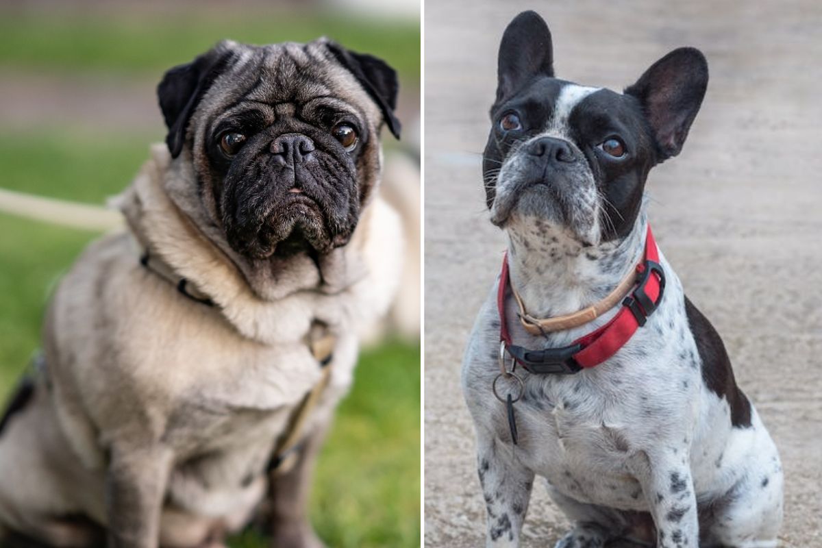 Pug Vs French Bulldog - What's The Difference?