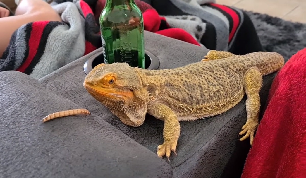 11 Types Of Bearded Dragon Morphs