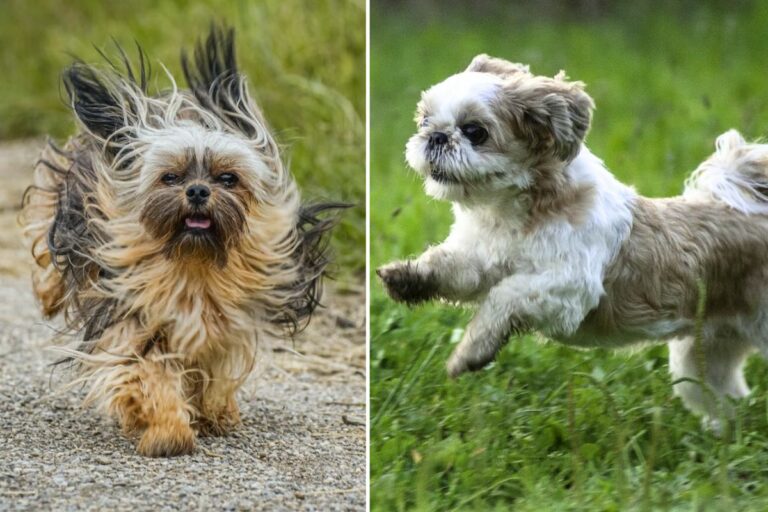 Lhasa Apso Vs Shih Tzu - What's The Difference?