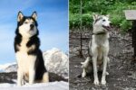 Alaskan Husky Vs Siberian Husky: What's The Difference?