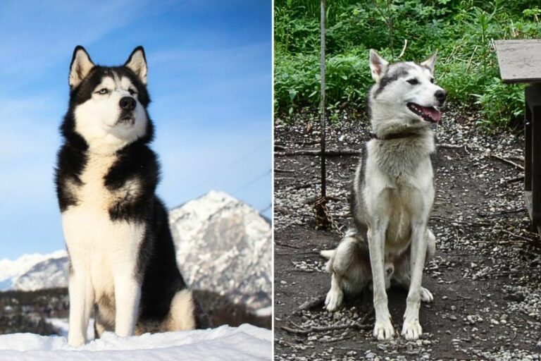 Alaskan Husky Vs Siberian Husky: What's The Difference?