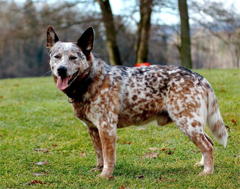16 Most Muscular Dog Breeds With Power & Majesty