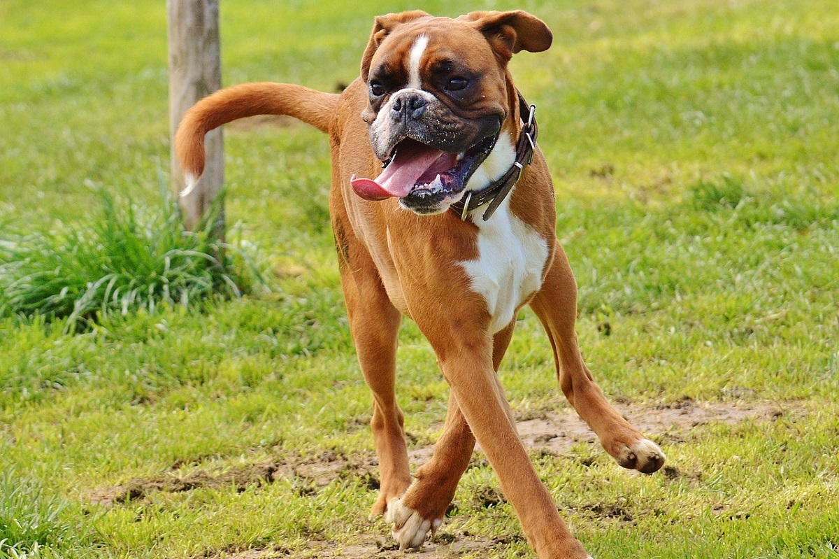 16 Most Muscular Dog Breeds With Power & Majesty