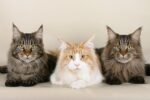5 Types Of Tabby Cat Colors & Patterns