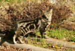 5 Types Of Tabby Cat Colors & Patterns