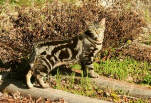 5 Types Of Tabby Cat Colors & Patterns