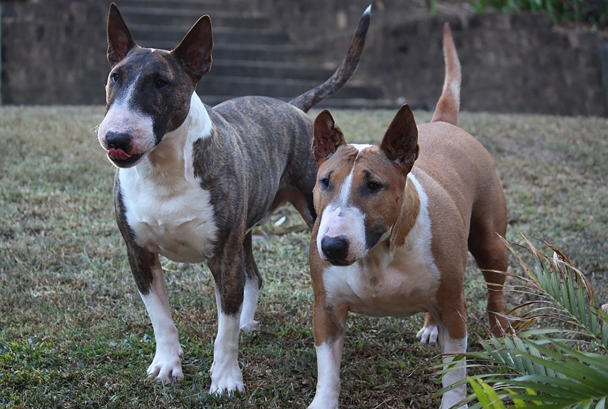 15 Tricolor Dog Breeds (With Photos!)