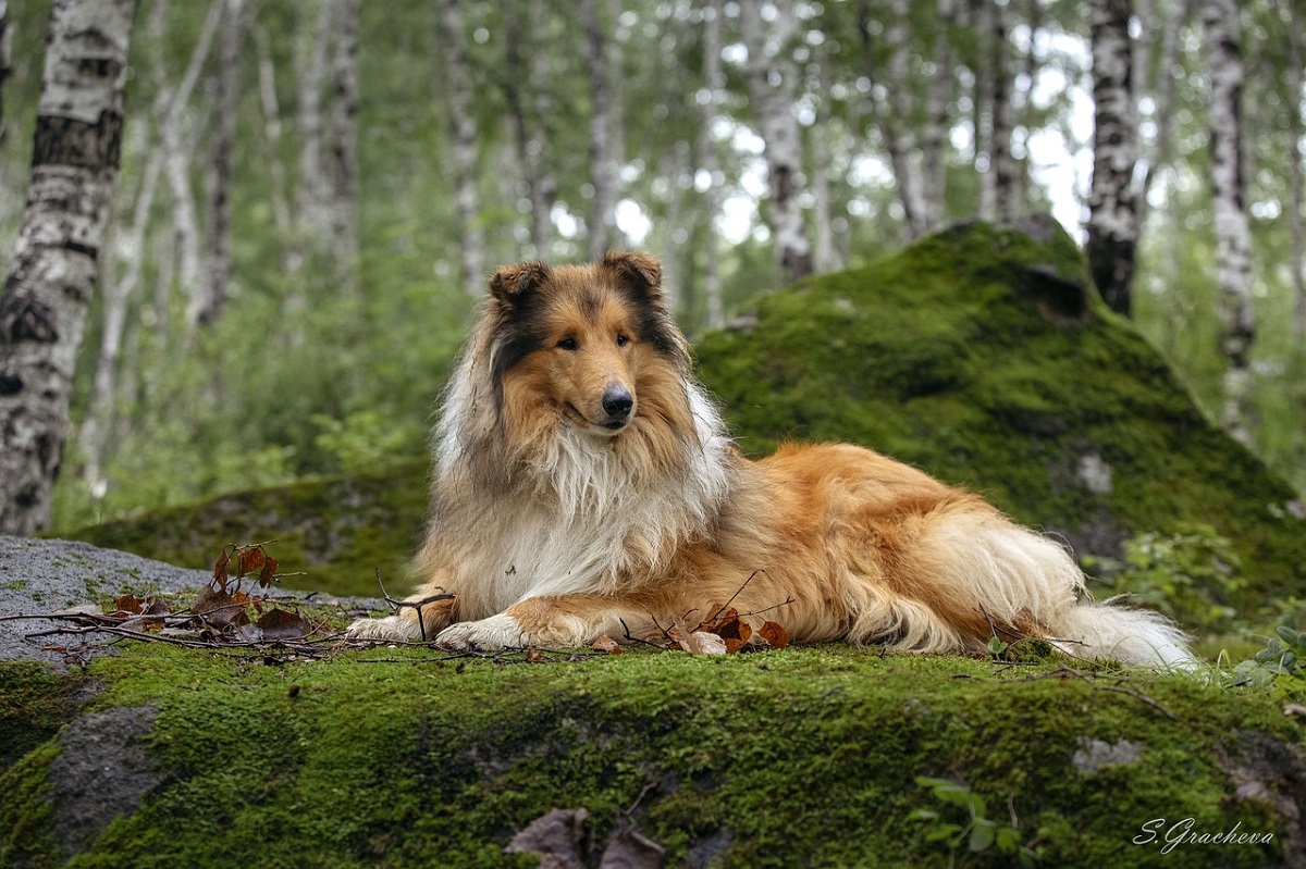 15 Tricolor Dog Breeds (With Photos!)