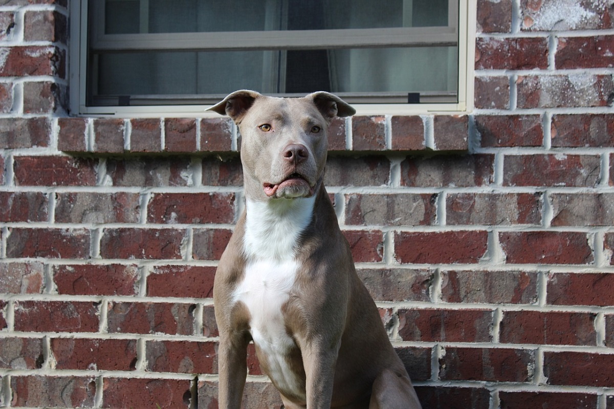 15 Tricolor Dog Breeds (With Photos!)