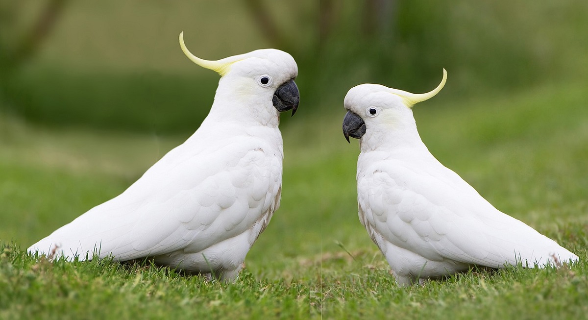 13 Different Types Of Talking Birds - Tededer.com