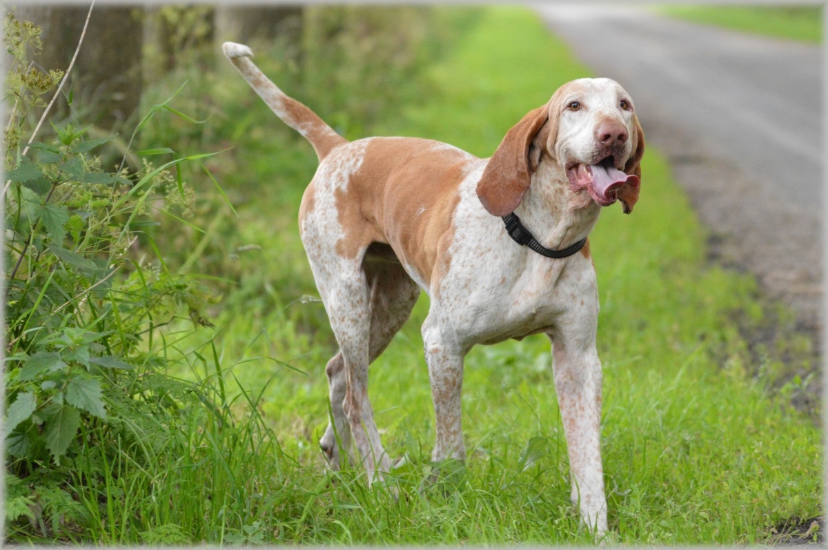 12 Types Of Pointer Dog Breeds