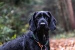 12 Types Of Pointer Dog Breeds