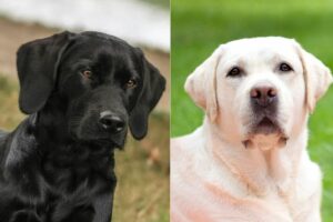 2 Different Types Of Labrador - Which Is Right For You?