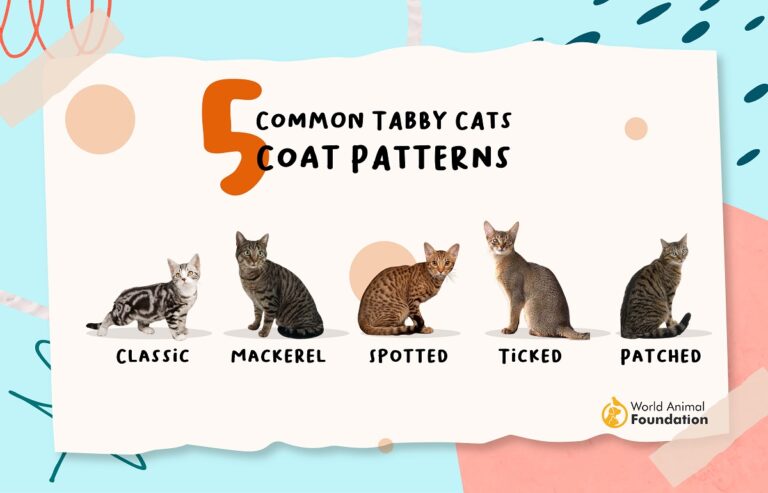 5 Types Of Tabby Cat Colors & Patterns
